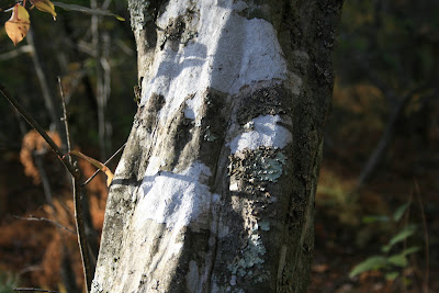 Spicebush Log: Musclewood