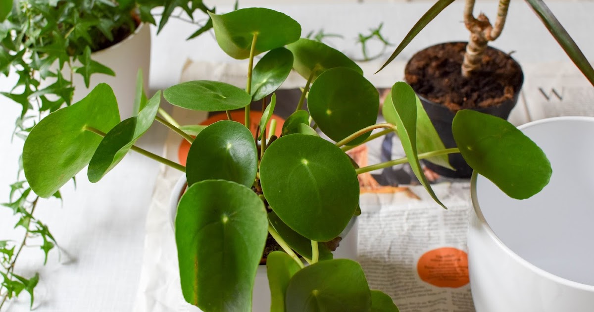 Kestävät viherkasvit | Viherjuuria