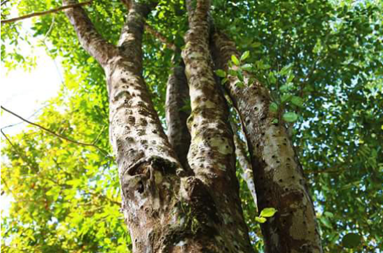 The world's most expensive tree in the Philippines cost PHP750,000 per ...