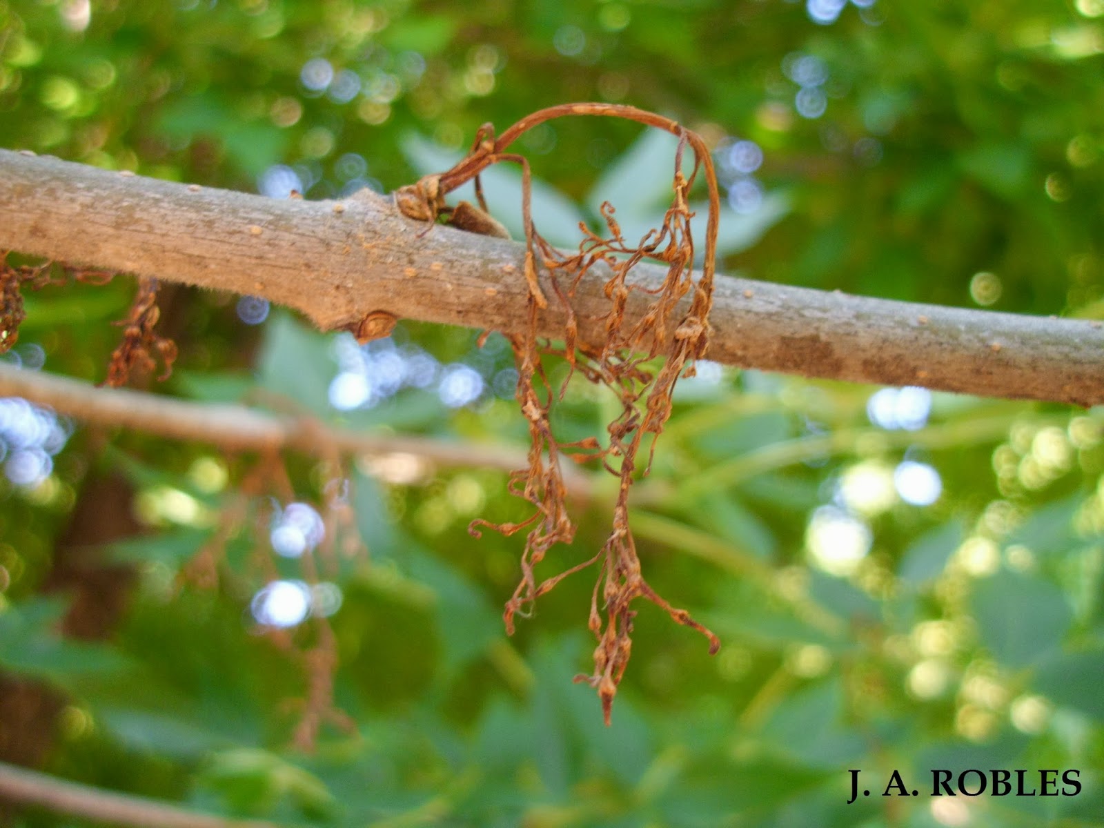 Silencio verde, la vida...: Fraxinus excelsior (Fresno de hoja ancha)