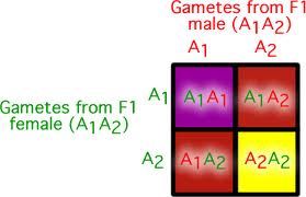Biology Vocabulary Concepts!: Observing Patterns in Inherited Plants!!