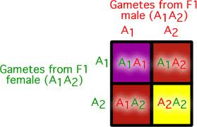 Biology Vocabulary Concepts!: Observing Patterns in Inherited Plants!!