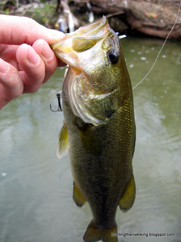 Real Fish Bait HardBait Shad Swimbait Review + Video - Hunting the ...