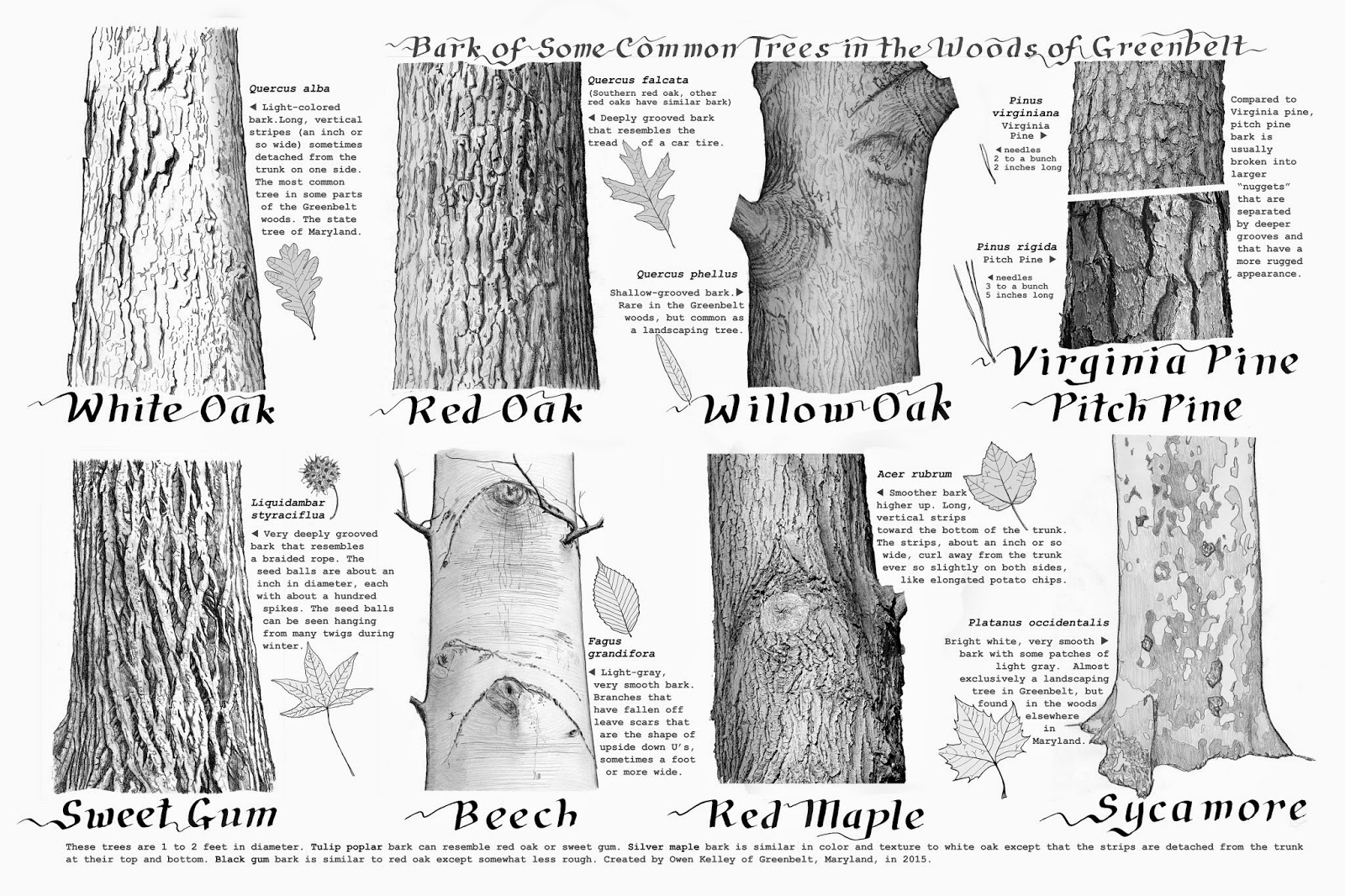 Pine Tree Bark Identification