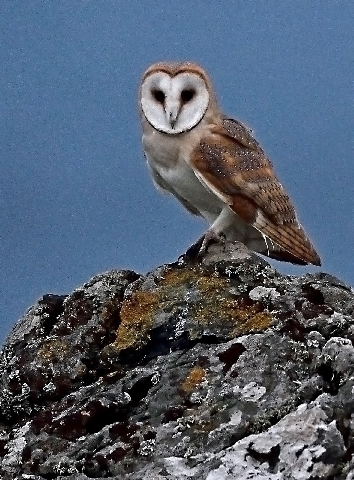 Alan James Photography : Barn Owl portraits