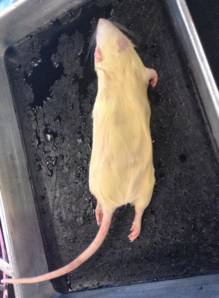 Set The House Spider Free: Rat Dissection