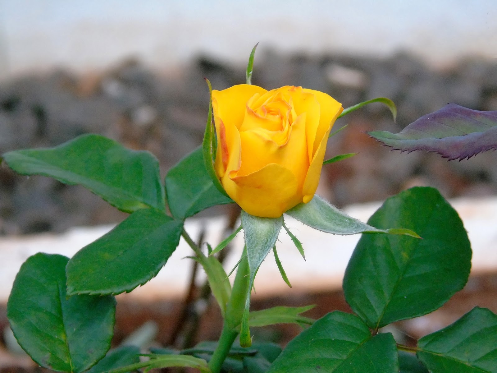 Rosas (Rosa spp.) | A planta da vez