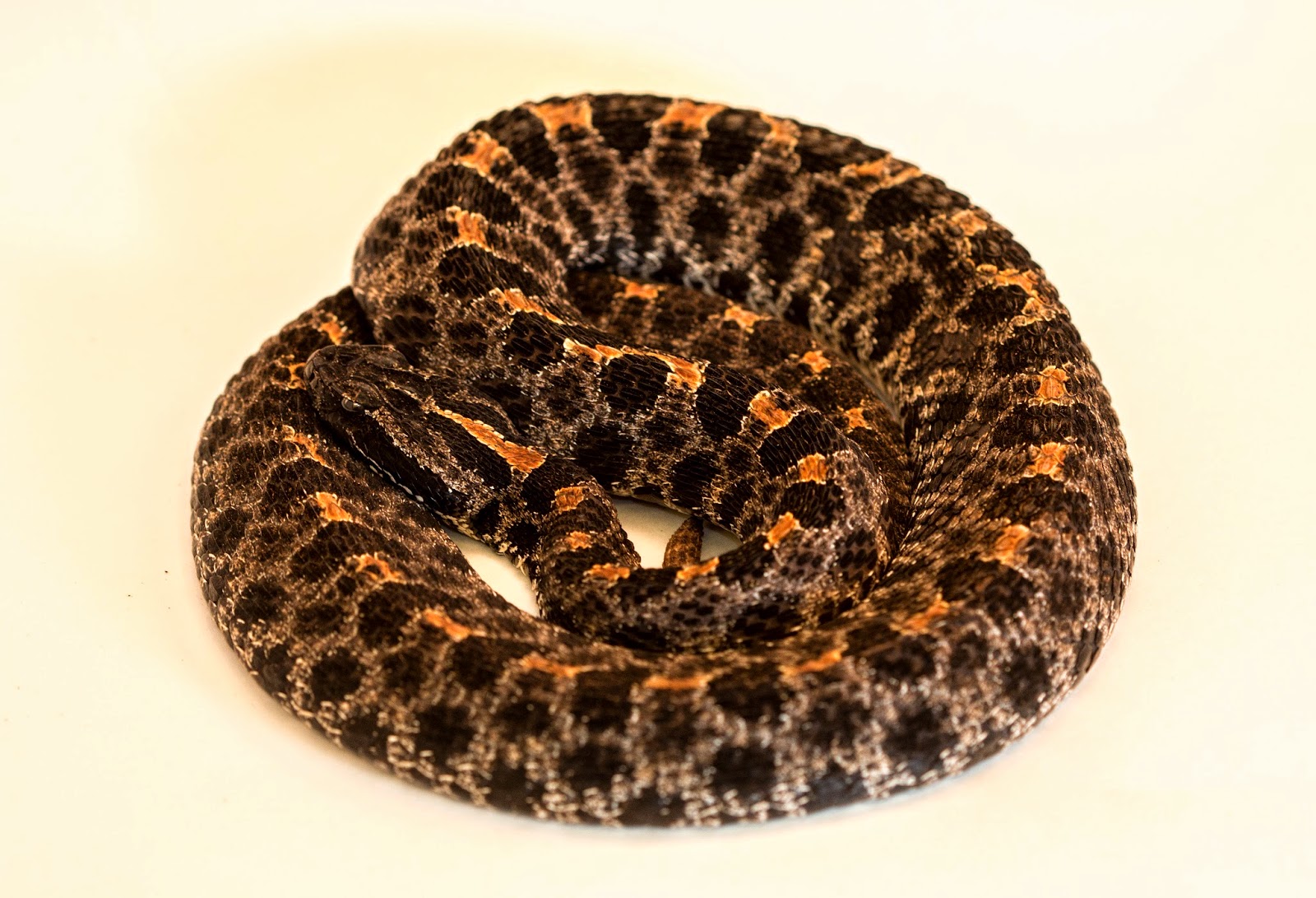 Salamander-Shmalamander: June 2014