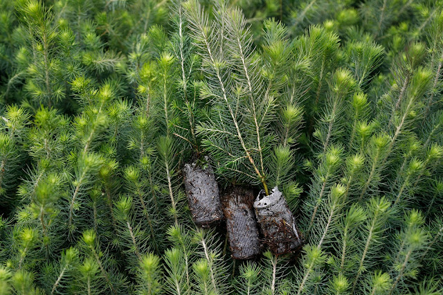 Replant.ca Environmental: The White Spruce tree (Picea glauca)
