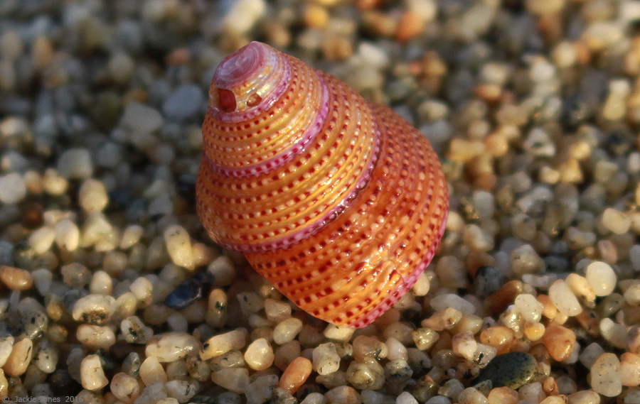 The Natural History of Bodega Head: Ringed
