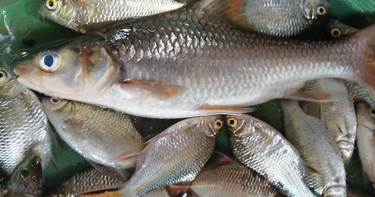 MUSLIM HOMEPAGE: Lumajang (C. enoplos) dan Lampam (B. schwanenfeldii)