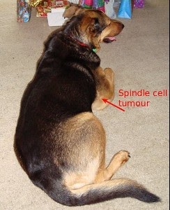 the talk of the town: Spindle cell tumour in dogs