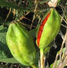 CURIOSIDADES CIENTÍFICAS : Frutos secos dehiscentes (simples)