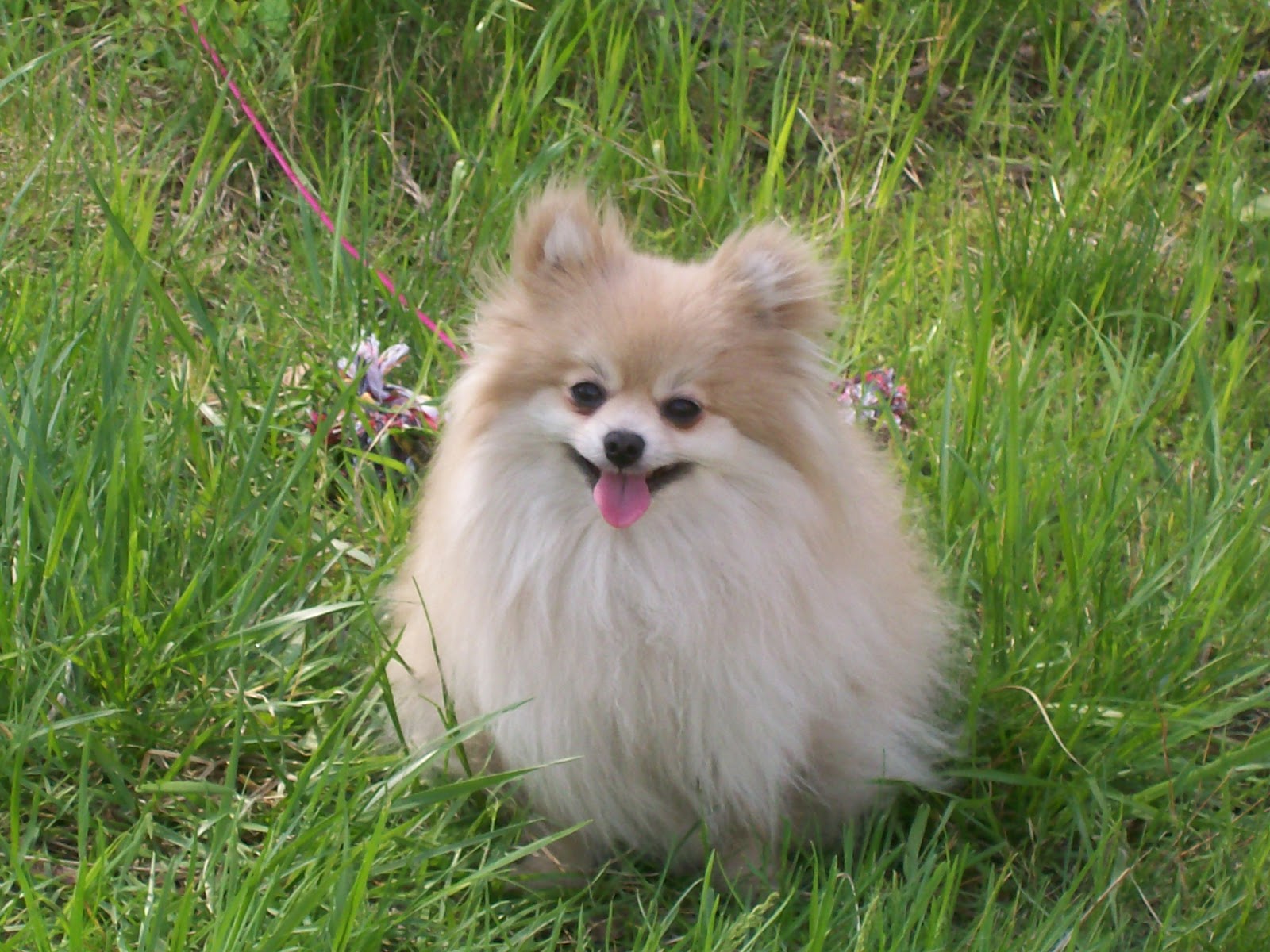 El perro de mi Vida: Pomerania / Spitz Enano Alemán / Lulú de Pomerania ...