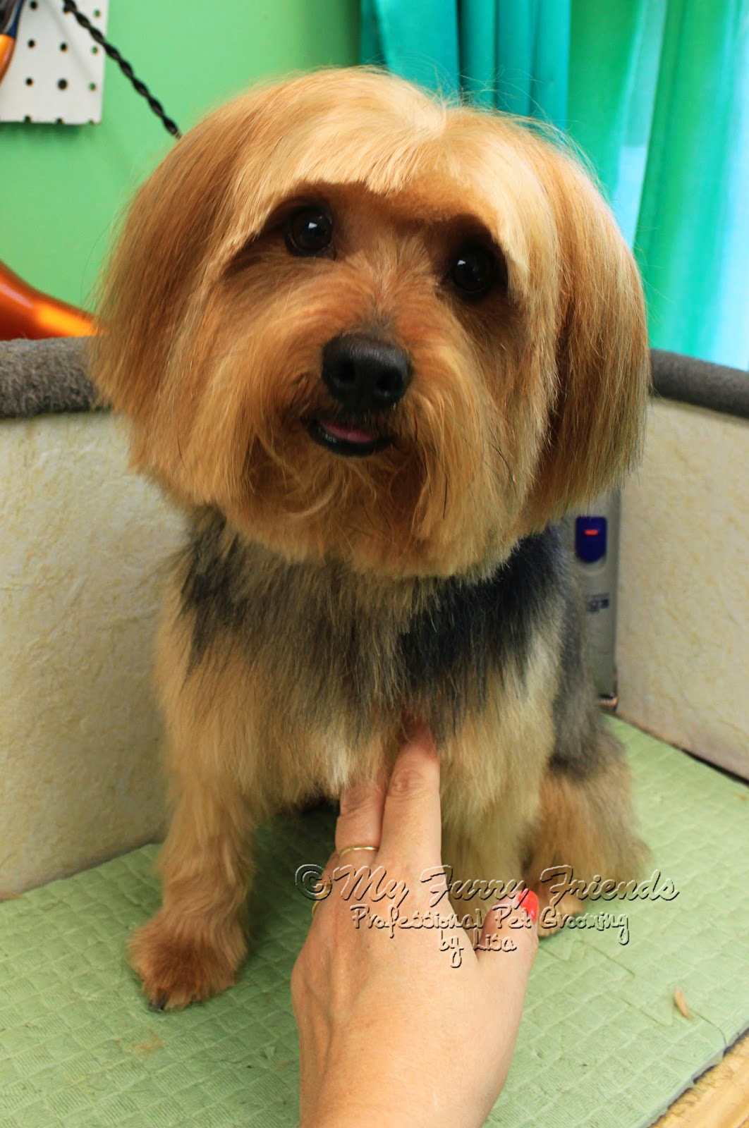 Pet Grooming: The Good, The Bad, & The Furry: Mats, Mats, and More Mats