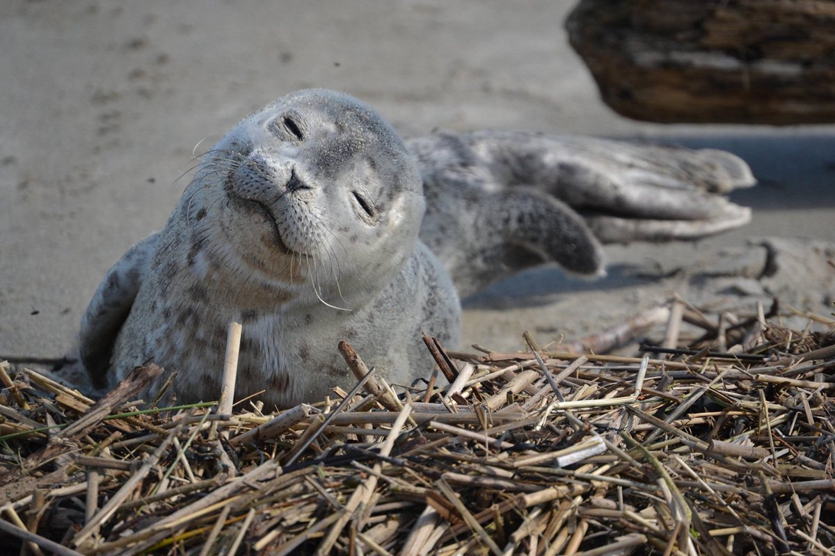 Funny animals of the week - 29 march 2013 (30 pics) | Amazing Creatures