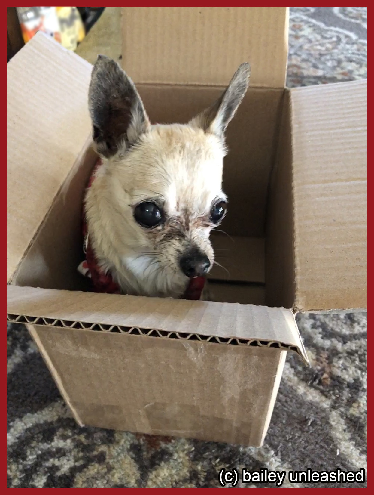 bailey unleashed .com: bailey in the box