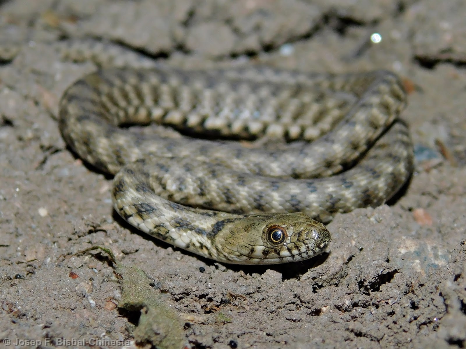 Sargantanes i Dragons: Natrix tessellata - Serp tessel·lada