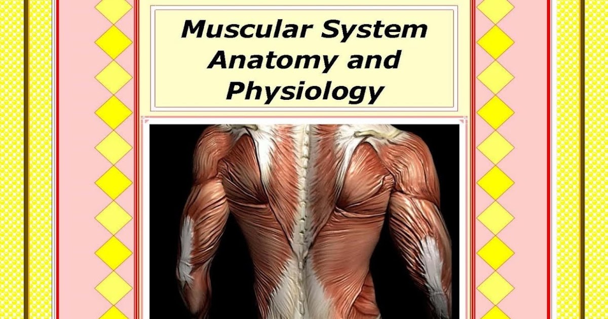 Muscular System Anatomy Physiology - Medical Yukti