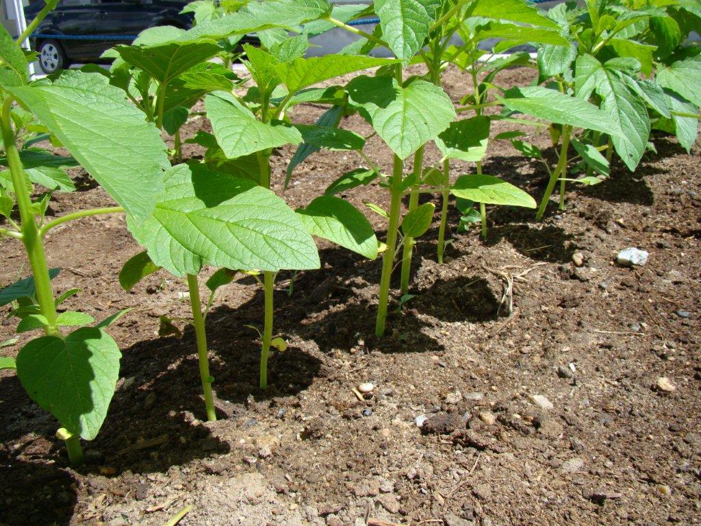 AGRICULTURA NO BRASIL: Preparo do solo e plantio do Gergelim