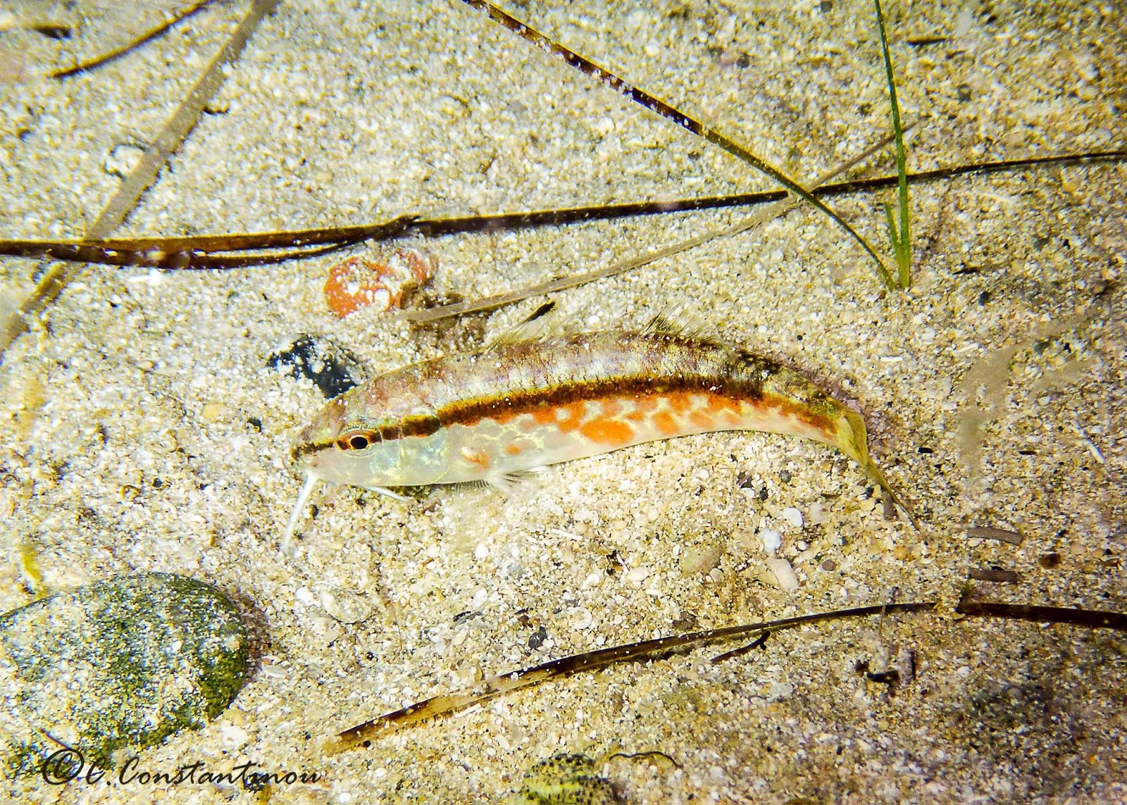 Biodiversity of Cyprus by NGO Protection of the Natural Heritage and ...