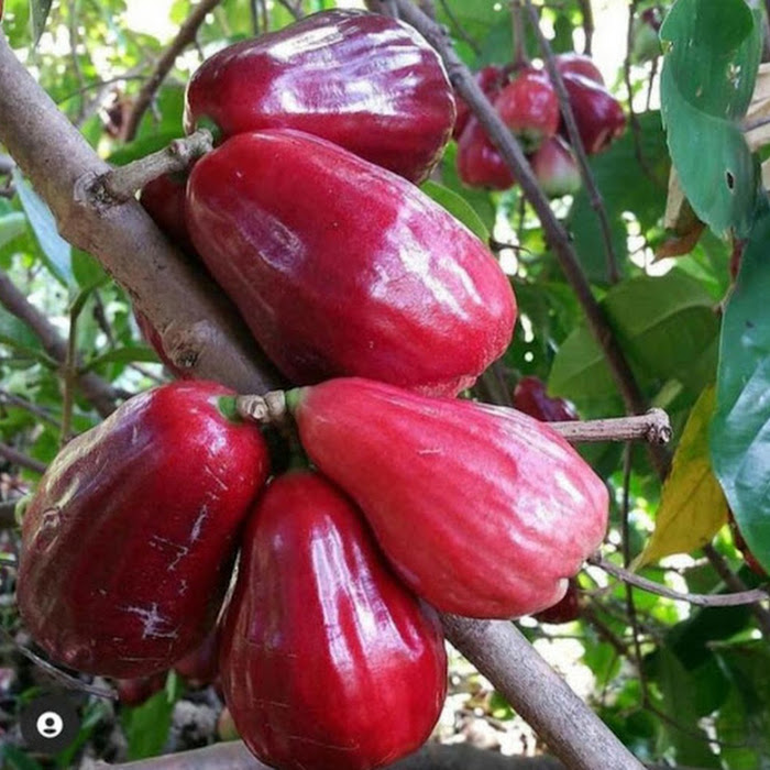 Koleksi Bibit Tanaman Jambu Air