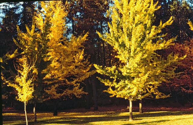 Trees of Santa Cruz County: Ginkgo biloba - Ginkgo Tree