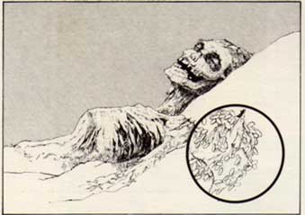 Los gusanos de los cadáveres