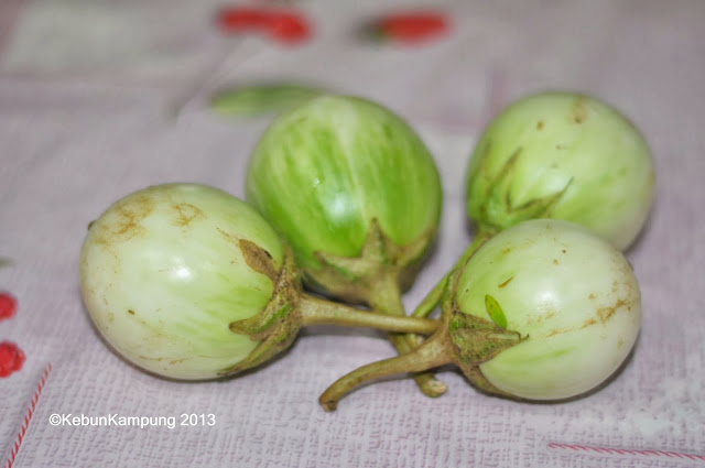 terung bulat dari kampung