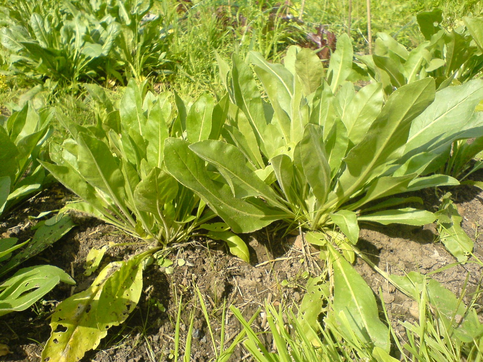 Fat Hen Wild Wool: Woad, wonderful woad... growing and dyeing