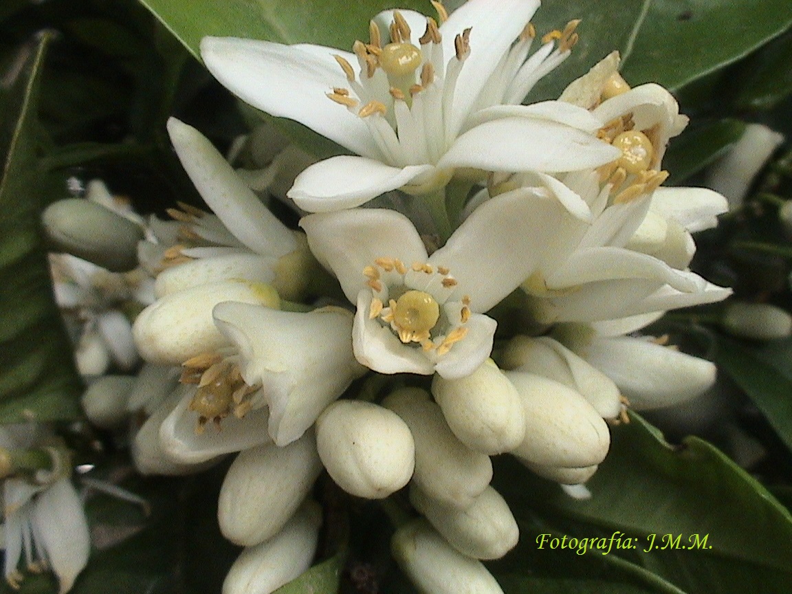 Pinturas y Fotografías de J.M.M.: FLORES DE AZAHAR