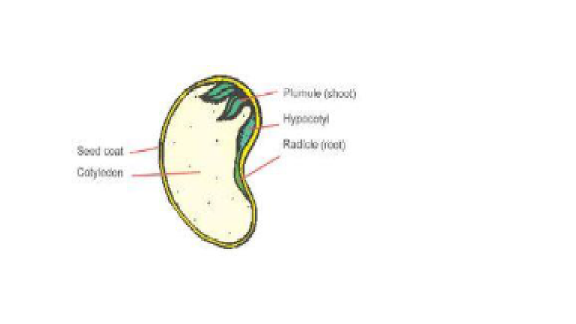 Angiosperms ( Notes ) - Bimal Notes