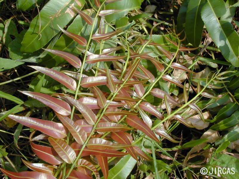 simply_simple: Midin masak belacan