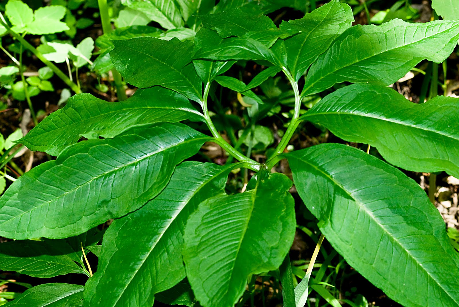 Indiana Plant A Day: Green Dragon