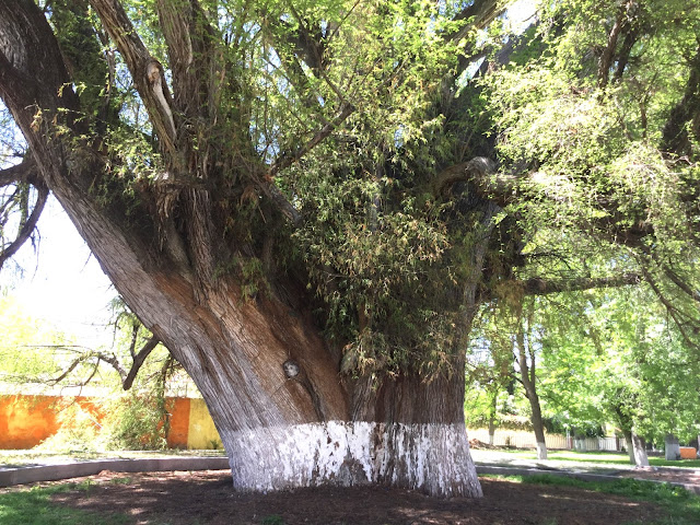 VENERABLES ÁRBOLES : El Sabino de Zimapán, México