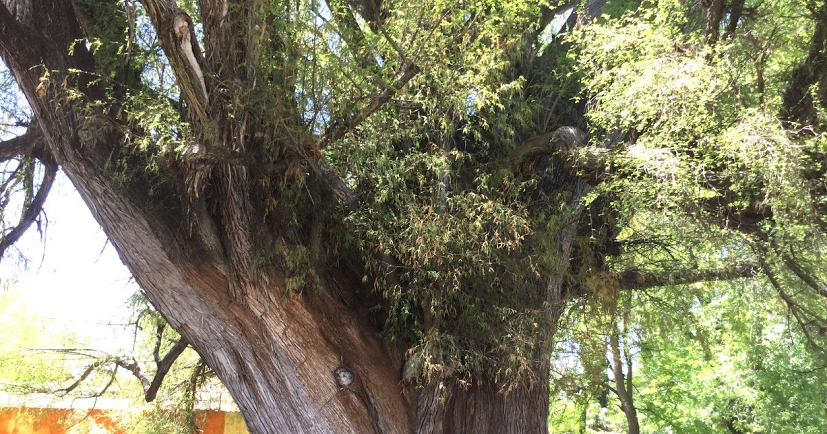 VENERABLES ÁRBOLES : El Sabino de Zimapán, México