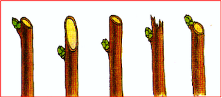 Durian Info: Pruning Tools and How To Prune