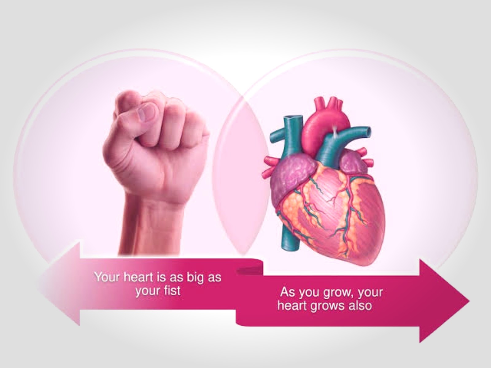 Heart Anatomy: Functions, Facts & Physiology - Sciencemojo