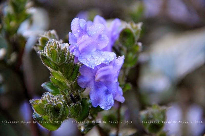 Sri Lankan Travelogue : Mesmerized by Millions of Petals - Nelu Blossom ...