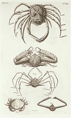 slipstreaming: GEORGIUS EVERHARDUS RUMPHIUS – the Ambonese Curiosity ...