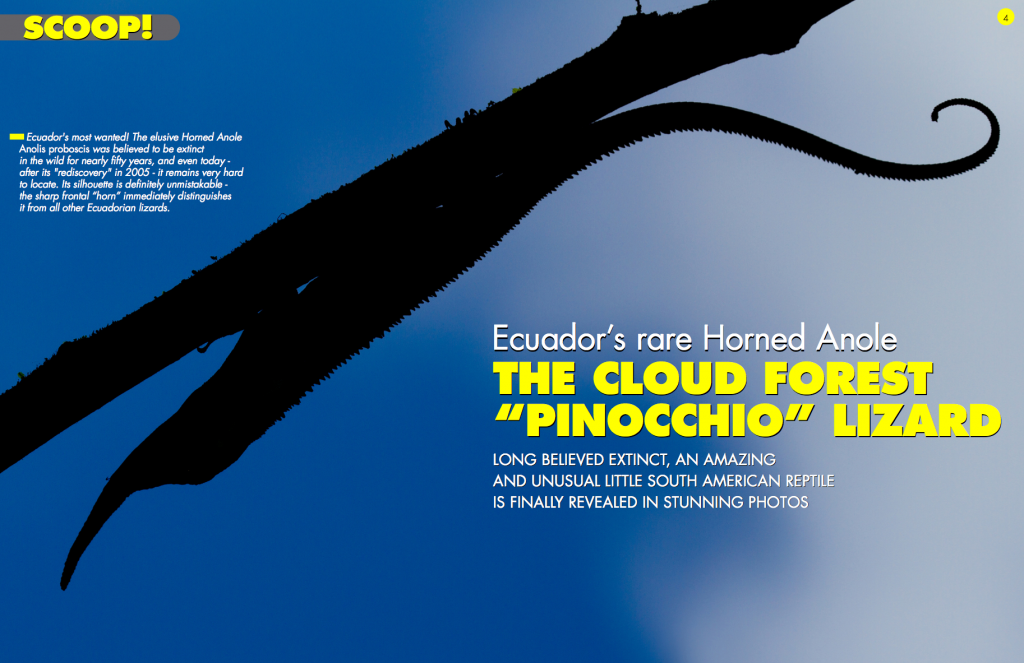 Species New to Science: [Herpetology / News • 2013] Anolis proboscis ...