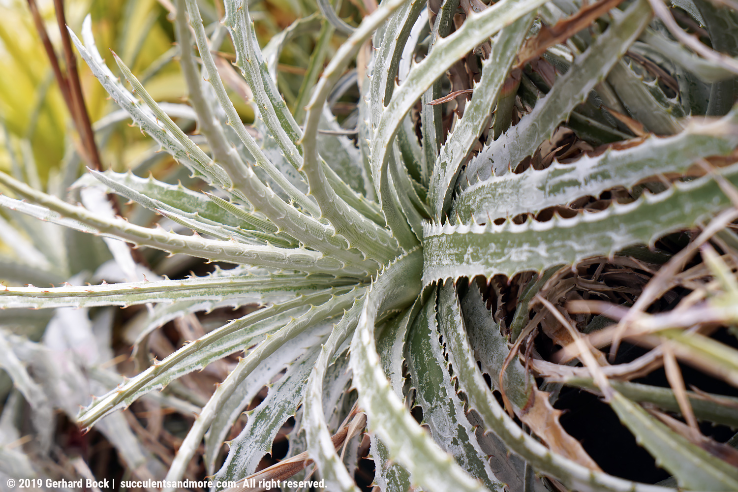 Visiting Mr. Hechtia, Andy Siekkinen