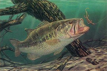 Bass Fishing: One of the most Sought After Fishing Game. ~ Fishing Kings