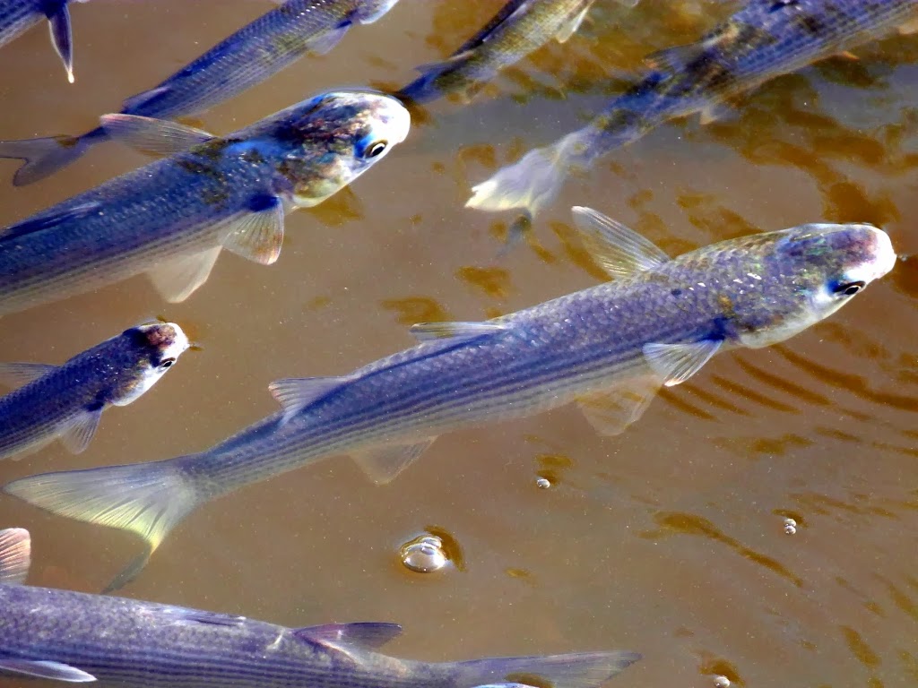 Taxonomía Chordata: Clase Actinopterygii Orden Gadiformes ...
