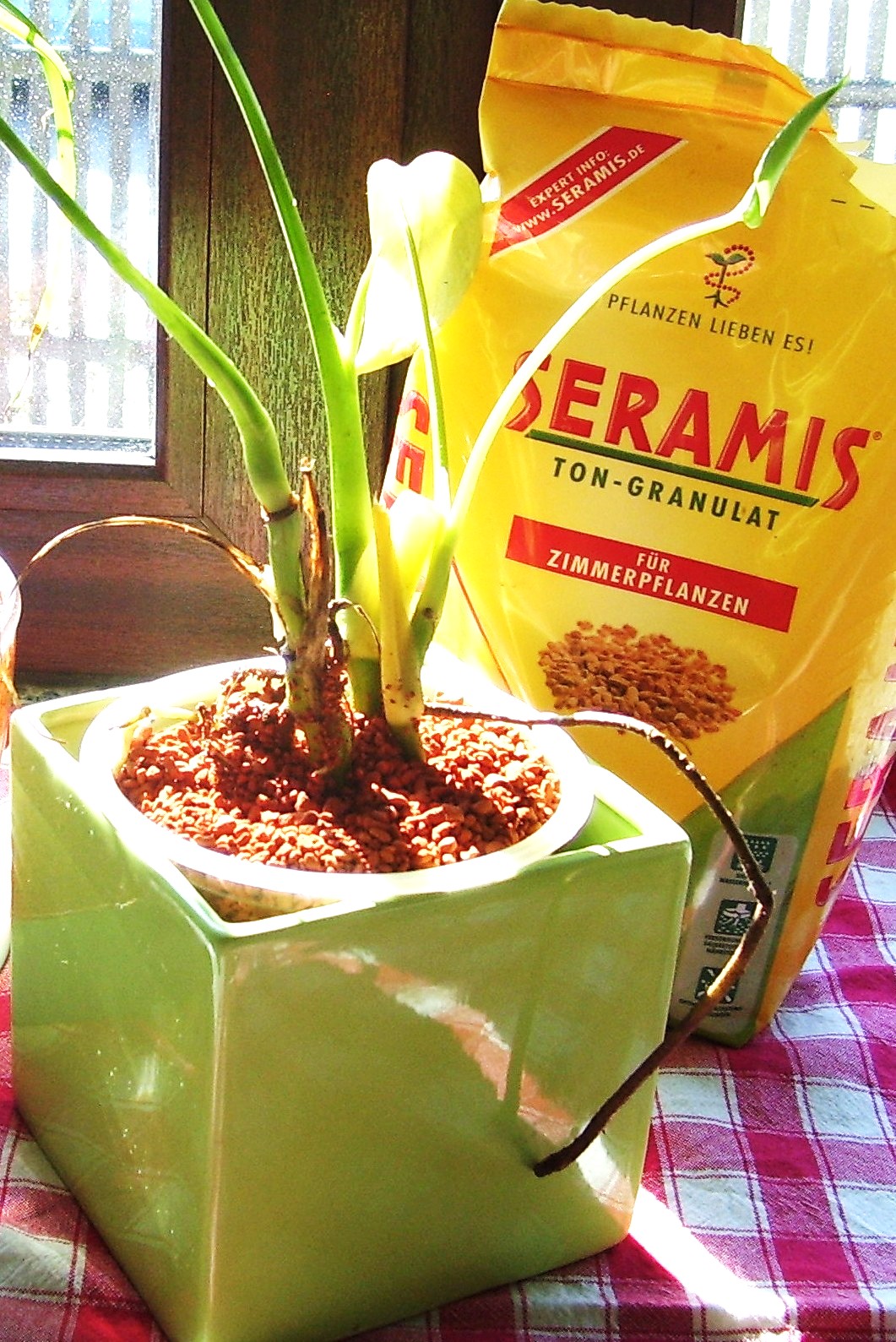 Josefine 21 Test Blog: Seramis "Ganz Deutschland topft um"