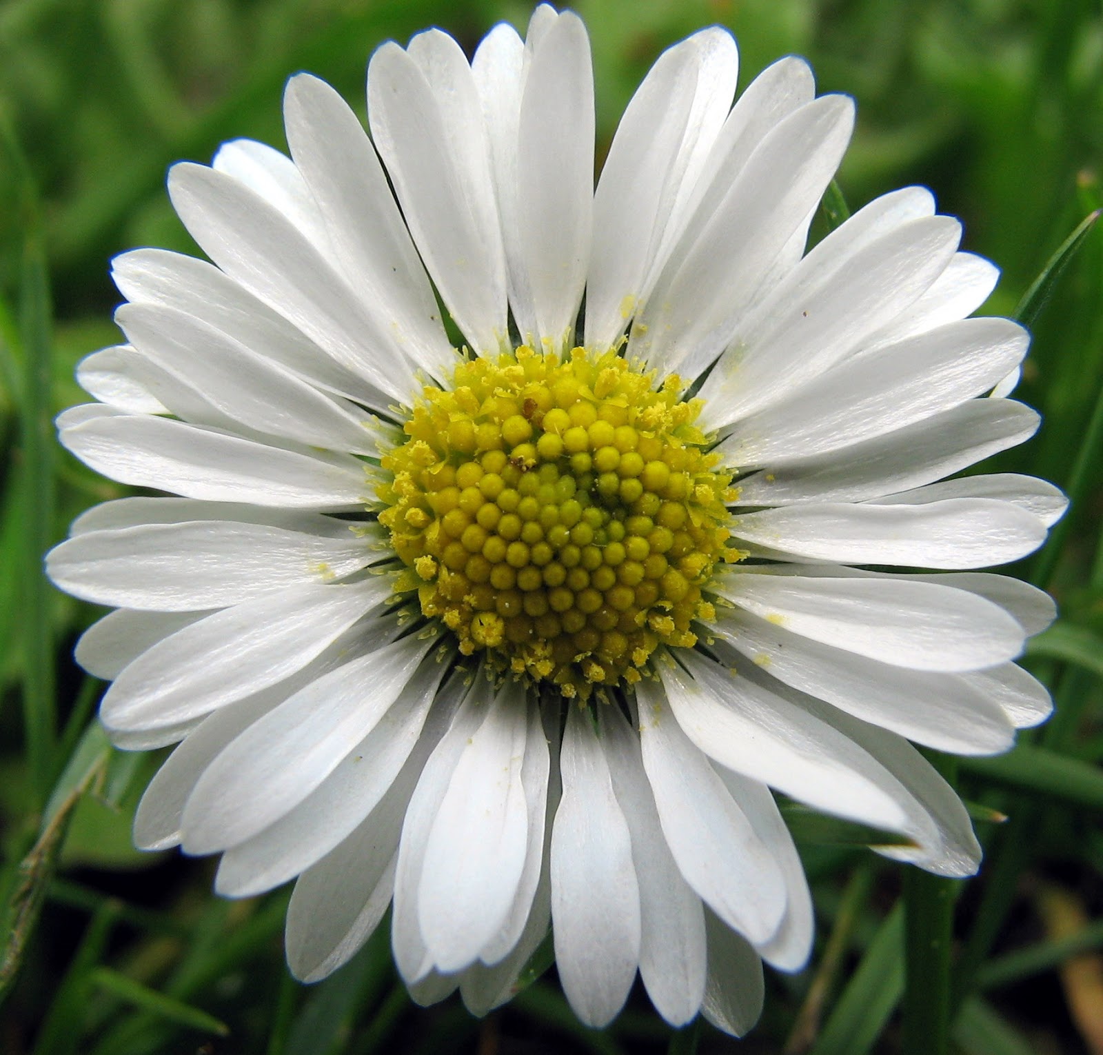 Daisy - Flowers
