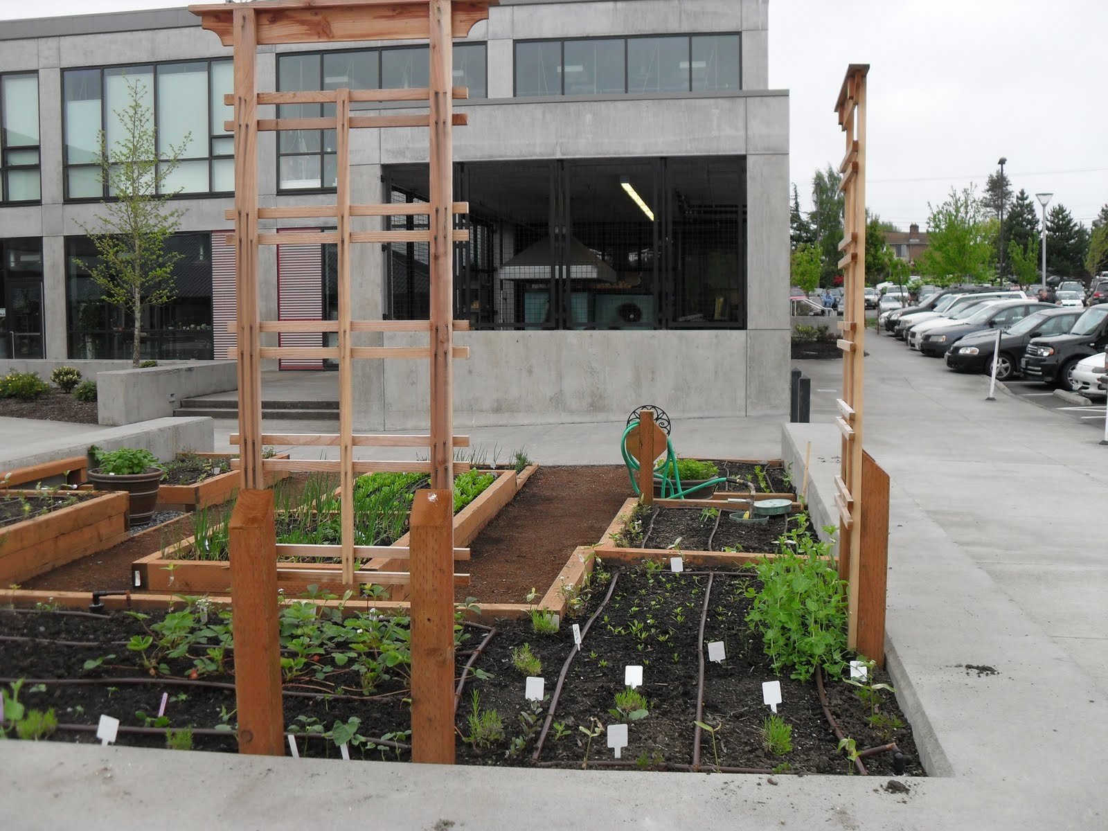 Cedar Grove's Garden Spot: Everett Community College Veggie Garden ...