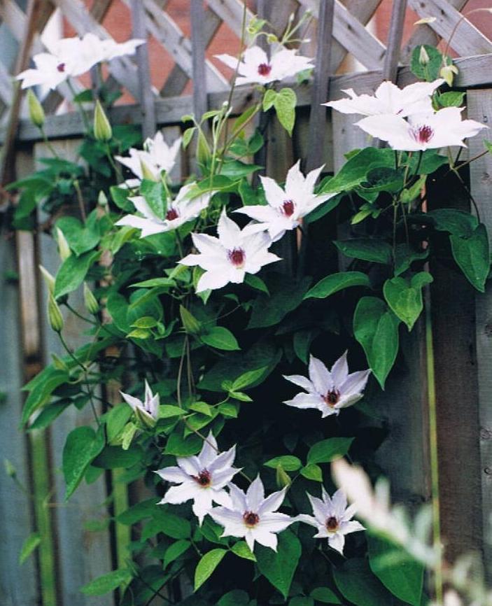 FLOWERS ENCYCLOPAEDIA: July 2011