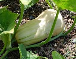 Seed to Feed Me: HOW TO GROW SQUASH