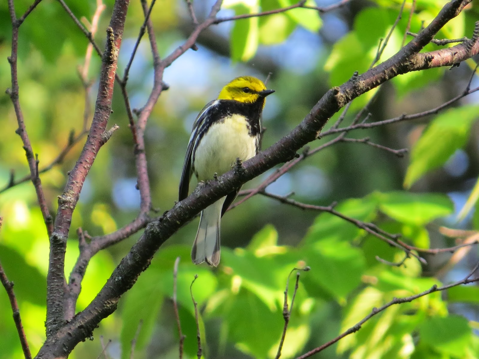 Birding Is Fun!: Nemesis Birds Conquered...and Mourned